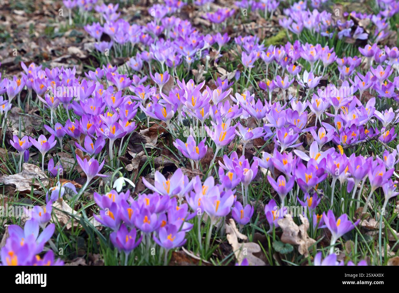 Krokusse in voller Blüte Krokusse im üppigen Bestand, die schon während ...