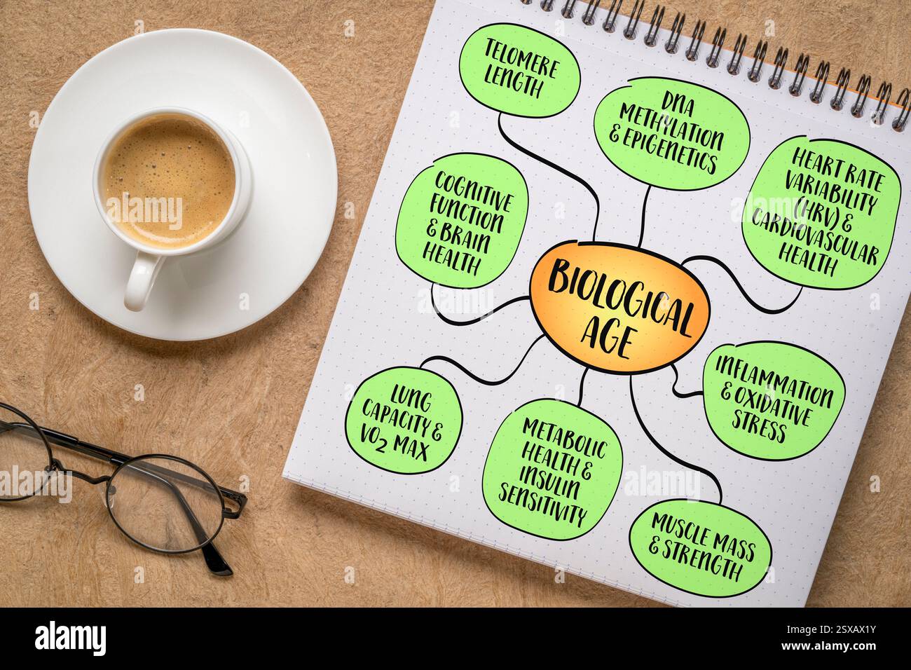 Key indicators of biological age which measures how well body functions ...