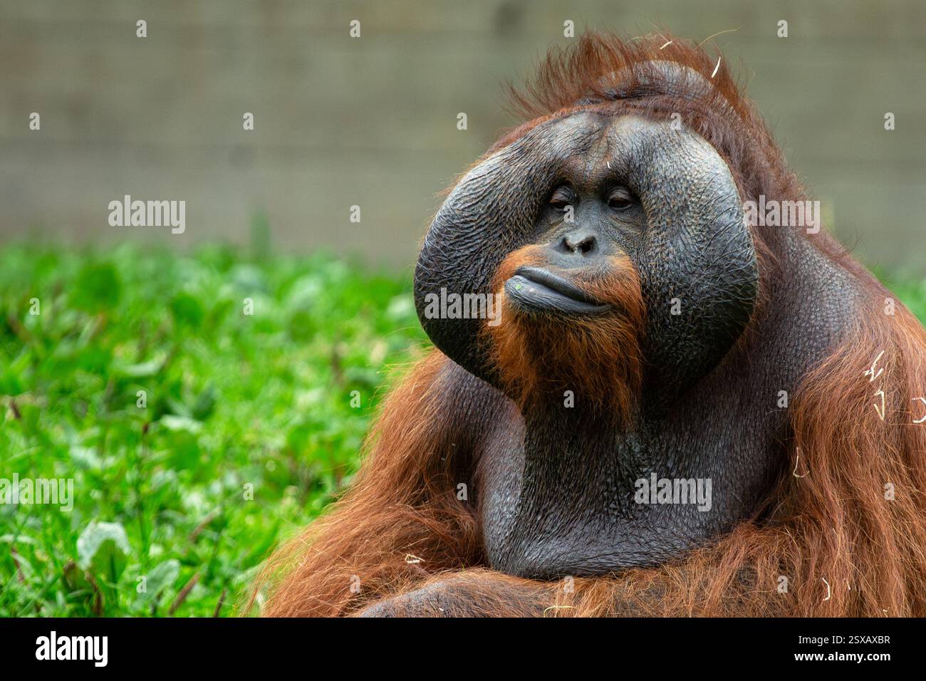 Orangutans eat fruit, leaves, and insects. Photo taken in Borneo’s ...
