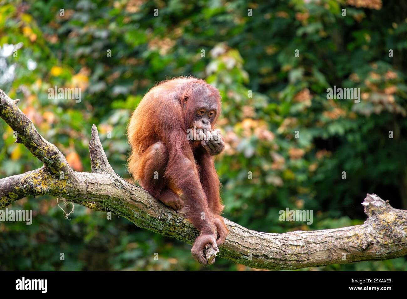 Orangutans eat fruit, leaves, and insects. Photo taken in Borneo’s ...