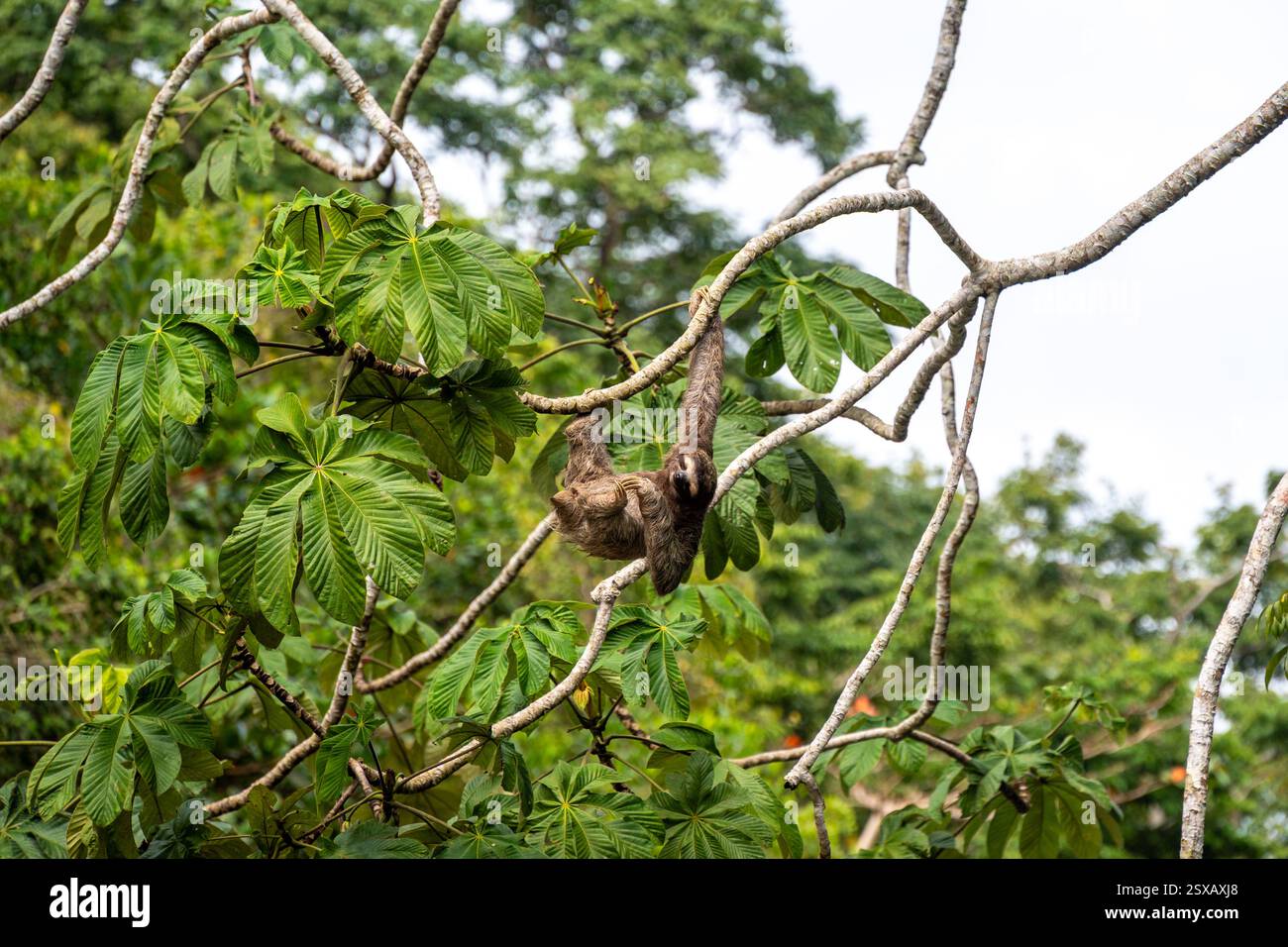 Cute sloth (Bradypus) hanging on tree branch with funny face look ...