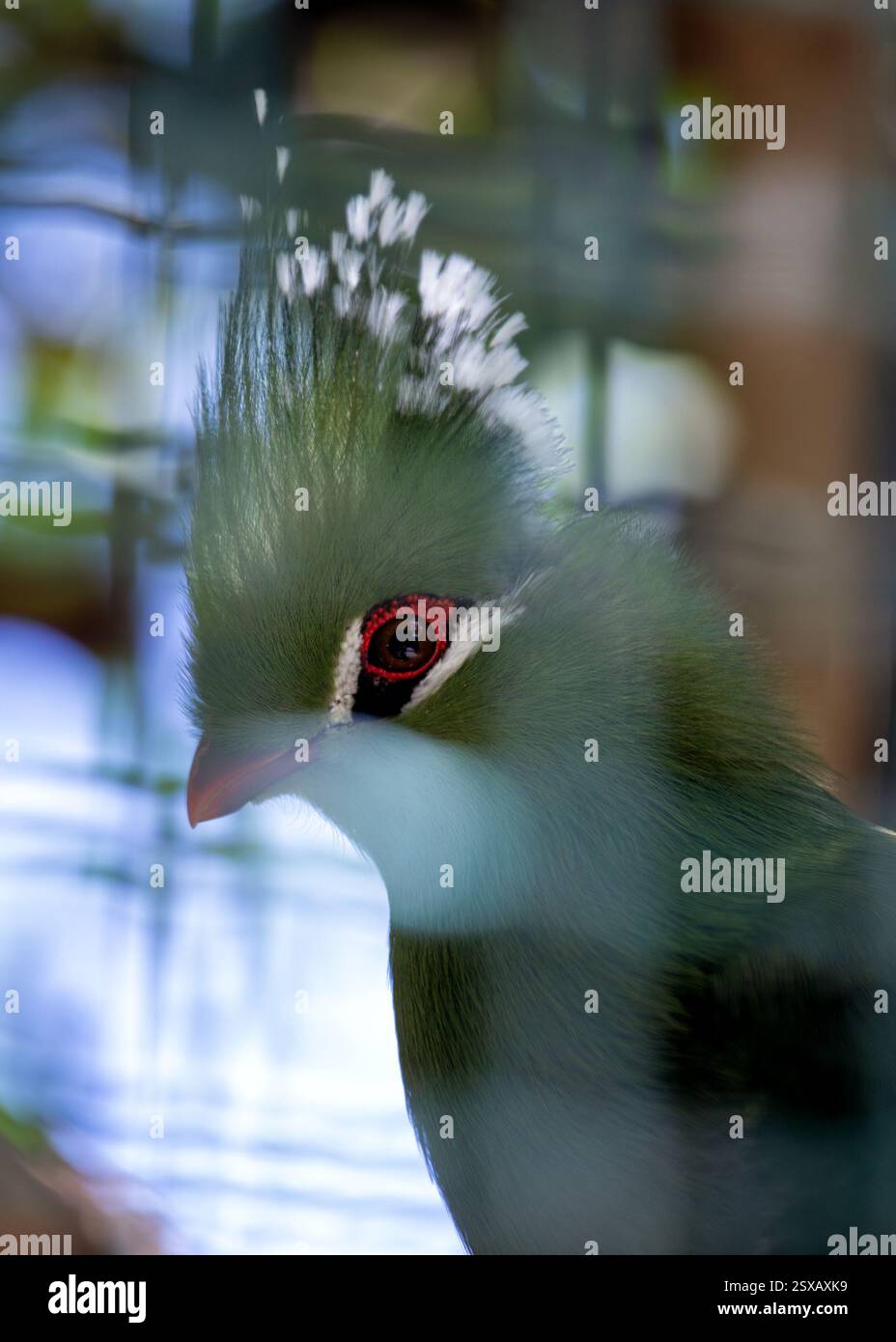 The Green Turaco eats fruit, seeds, and insects. Photo taken in Ghana’s ...