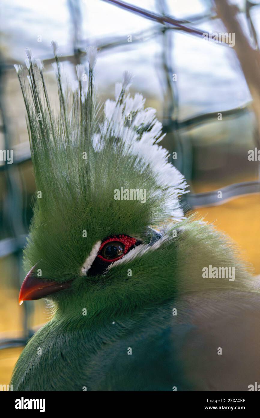 The Green Turaco eats fruit, seeds, and insects. Photo taken in Ghana’s ...