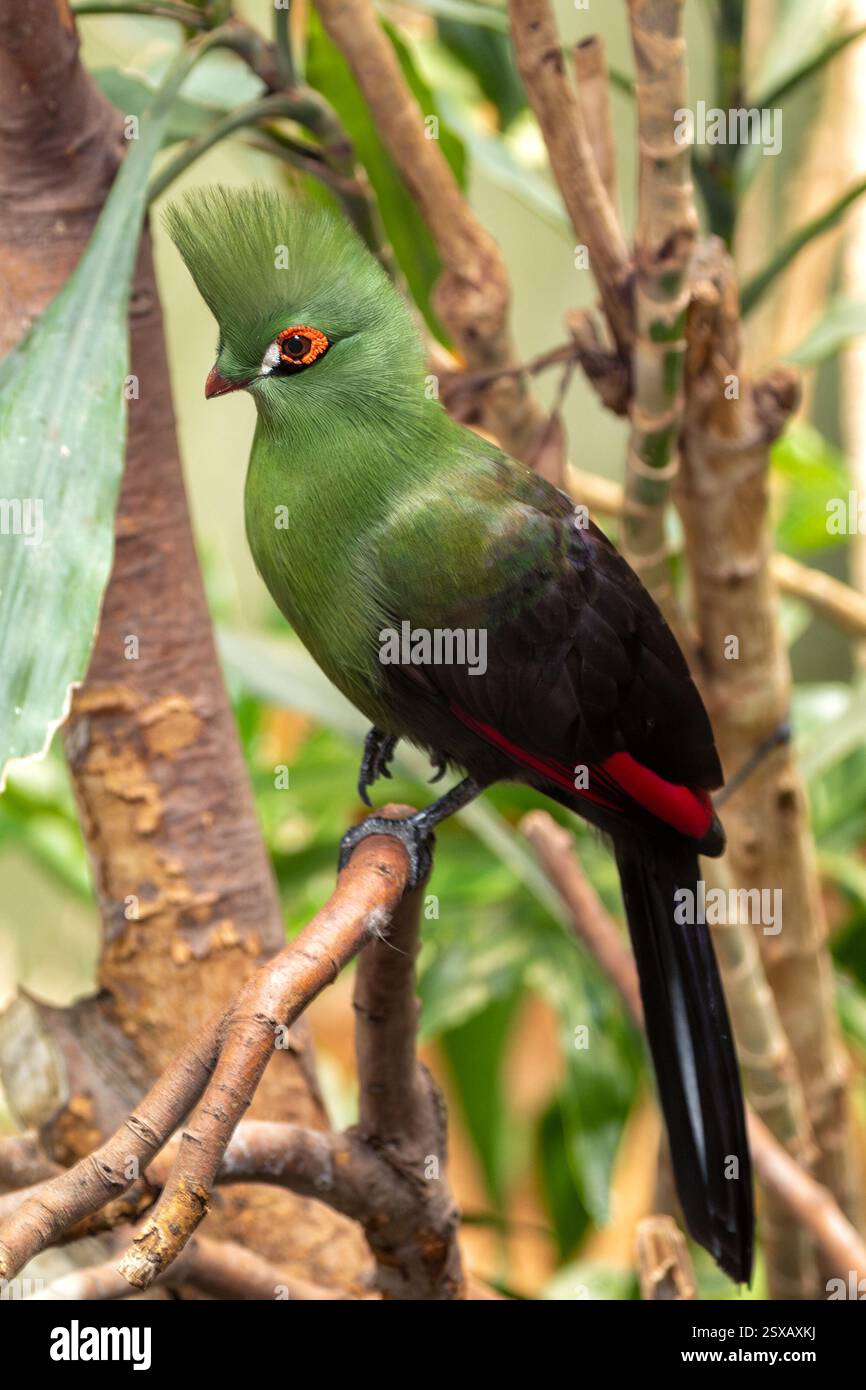 The Green Turaco eats fruit, seeds, and insects. Photo taken in Ghana’s ...