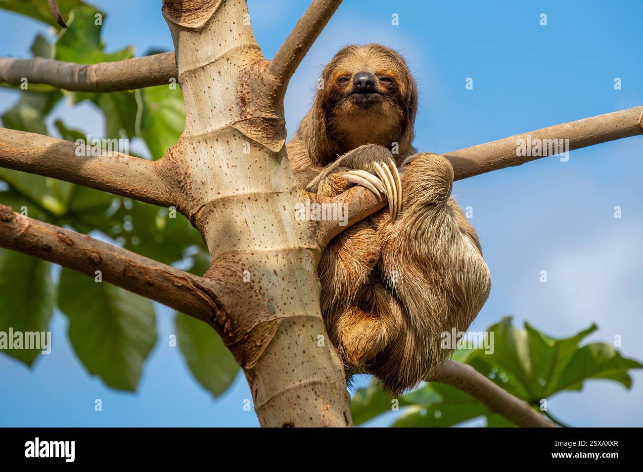 Cute sloth (Bradypus) hanging on tree branch with funny face look ...