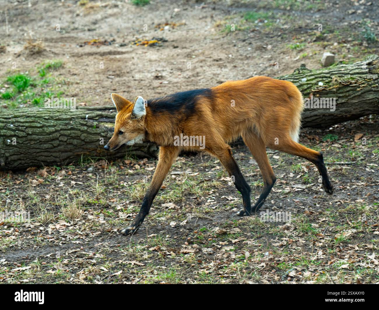 Maned Wolf (Chrysocyon brachyurus) in typical Cerrado grassland habita ...