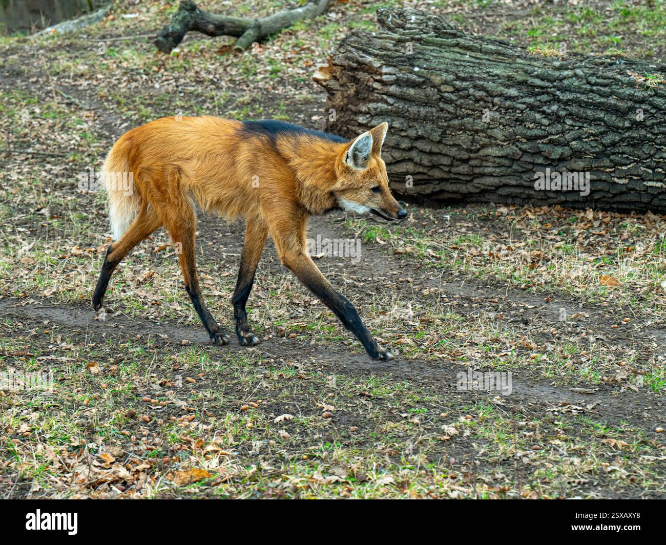Maned Wolf (Chrysocyon brachyurus) in typical Cerrado grassland habita ...