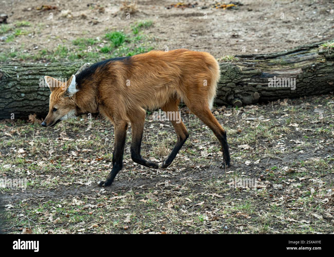 Maned Wolf (Chrysocyon brachyurus) in typical Cerrado grassland habita ...