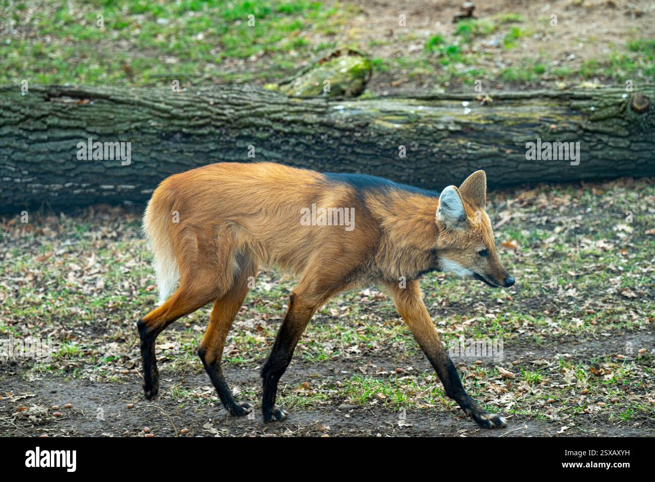 Maned Wolf (Chrysocyon brachyurus) in typical Cerrado grassland habita ...