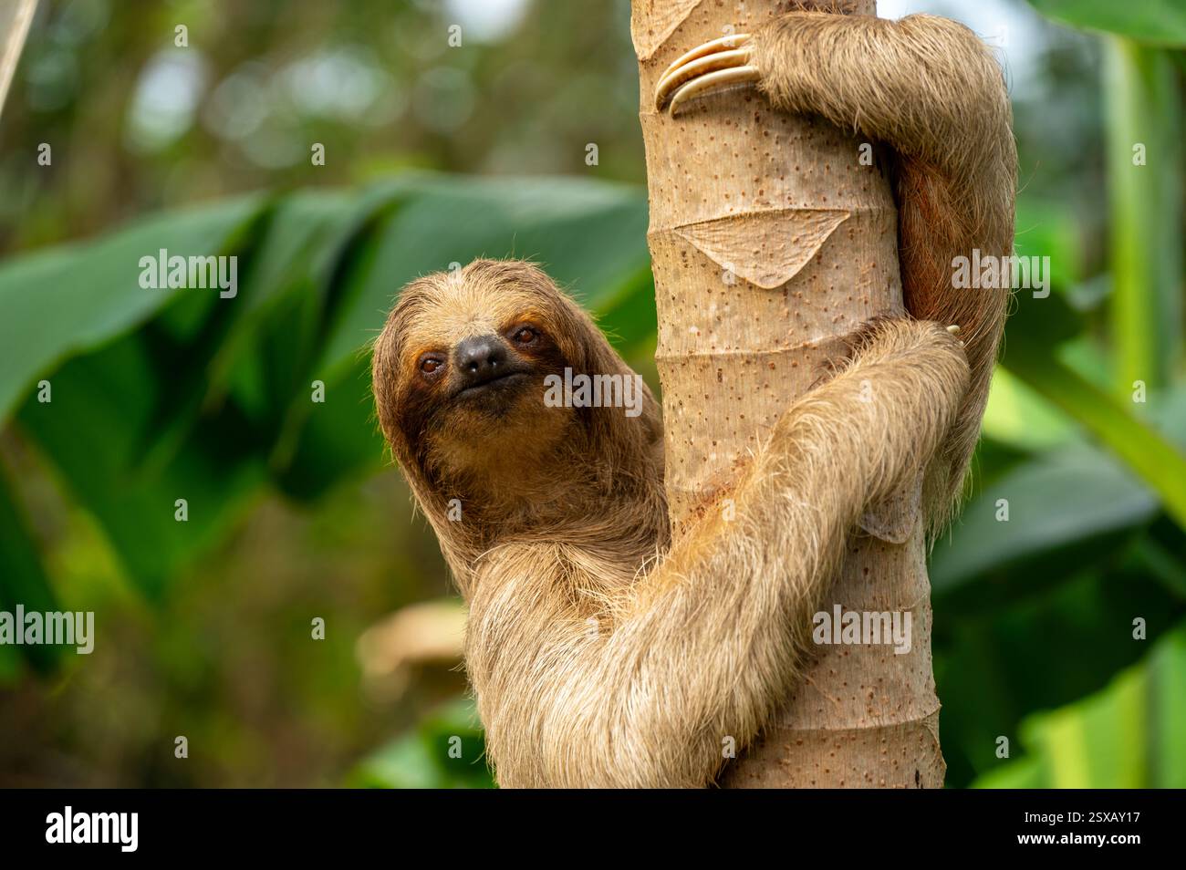 Cute sloth (Bradypus) hanging on tree branch with funny face look ...
