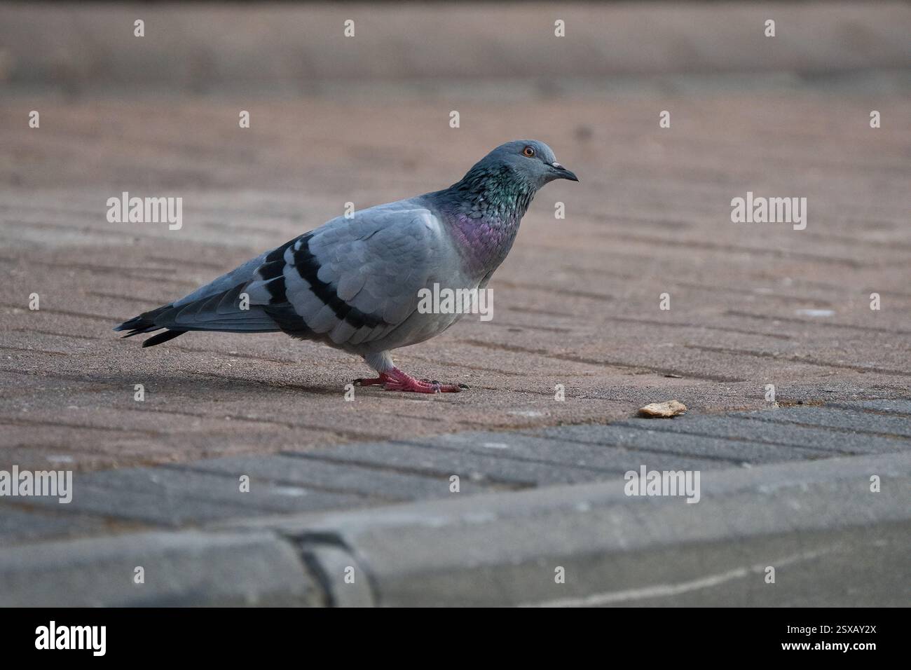 Urban nature: A domestic pigeon looking at a bread crumb on a sidewalk ...