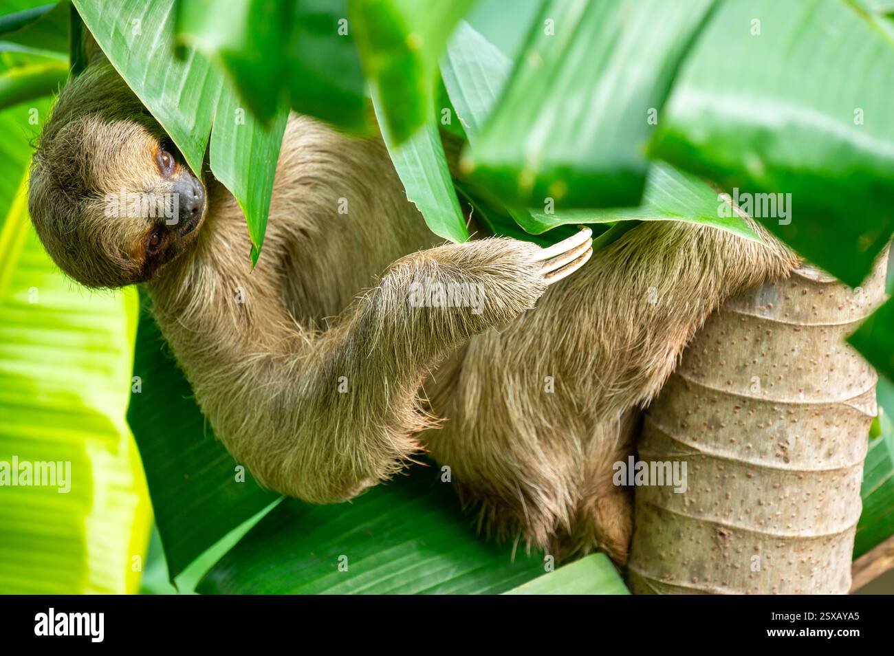 Cute sloth (Bradypus) hanging on tree branch with funny face look ...