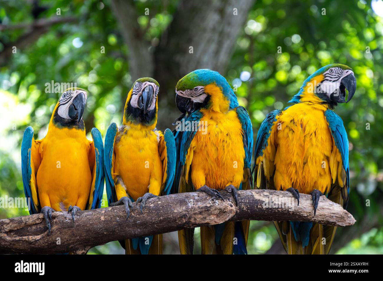 Four yellow-breasted macaws sit on a branch Stock Photo - Alamy