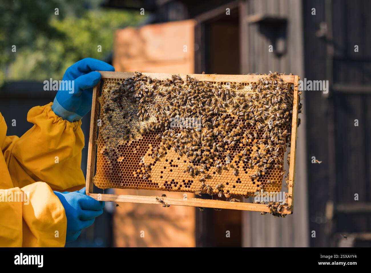 Hive frame covered with bees and honeycomb, part of the modern movable ...
