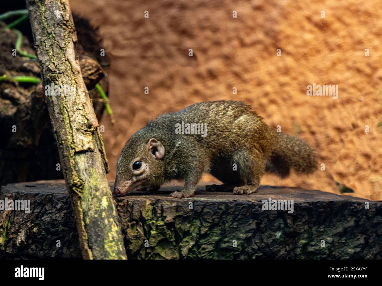 Tupaia hi-res stock photography and images - Alamy