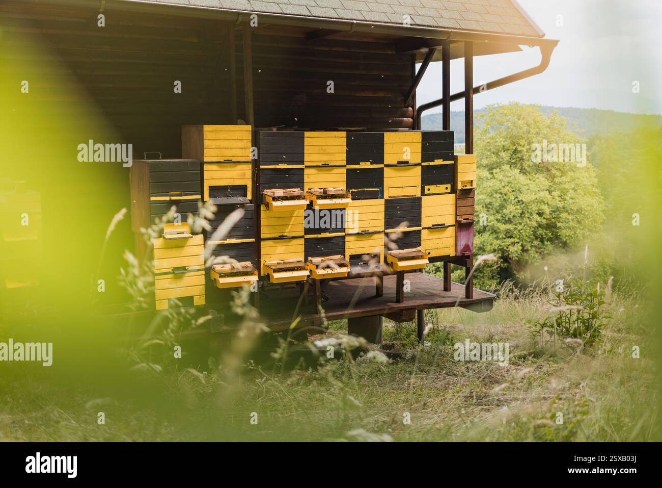 Apiary near the green wood, yellow and black open beehive boxes with ...