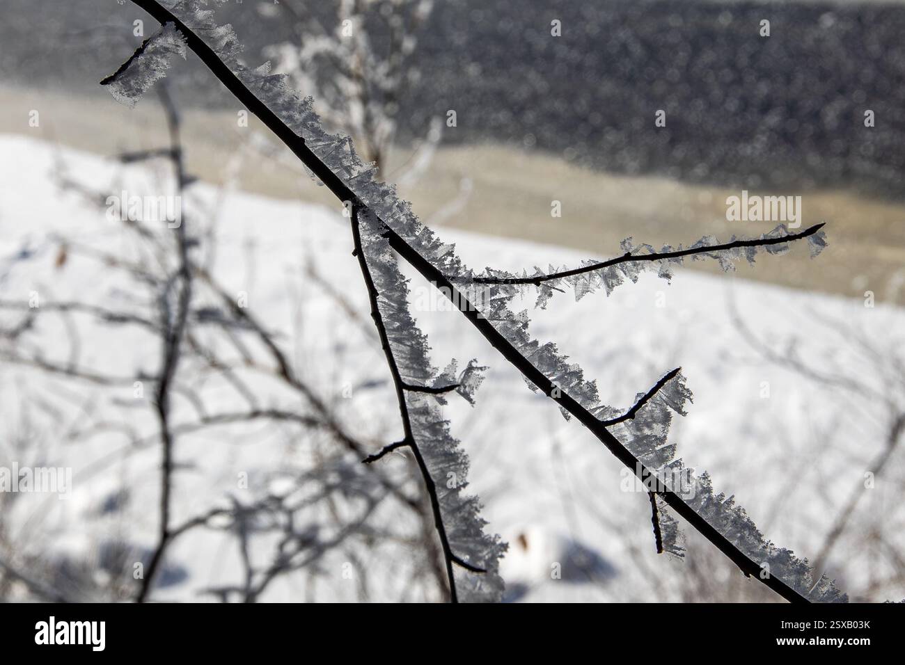 Hoarfrost on branches tree hi-res stock photography and images - Alamy