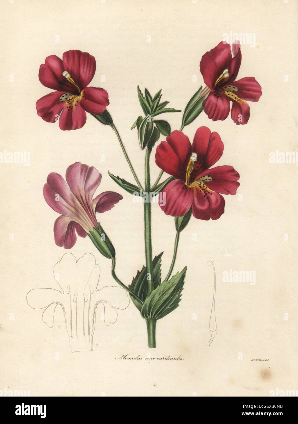 Scarlet monkeyflower, Erythranthe cardinalis. (Cardinal monkey flower ...