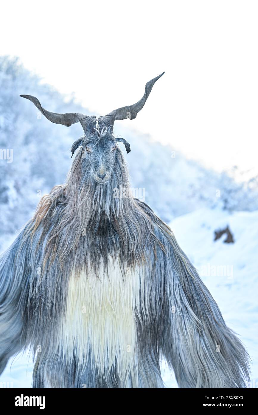 Kukeri performers clad in thick goat fur costumes and elaborate masks ...