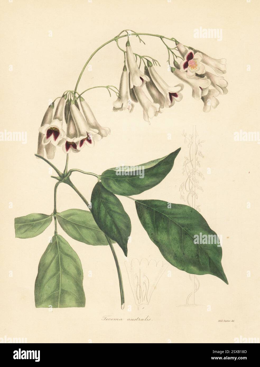 Wonga wonga vine or wonga-vine, Pandorea pandorana subsp. pandorana ...