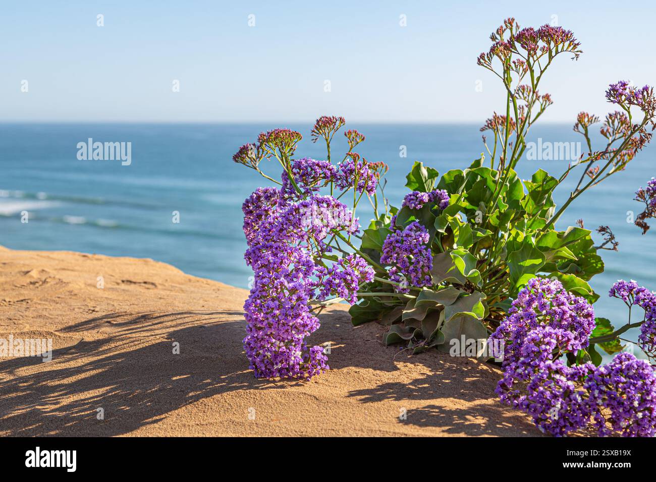 Purple sea lavender blooms beautifully against ocean backdrop. Vibrant ...