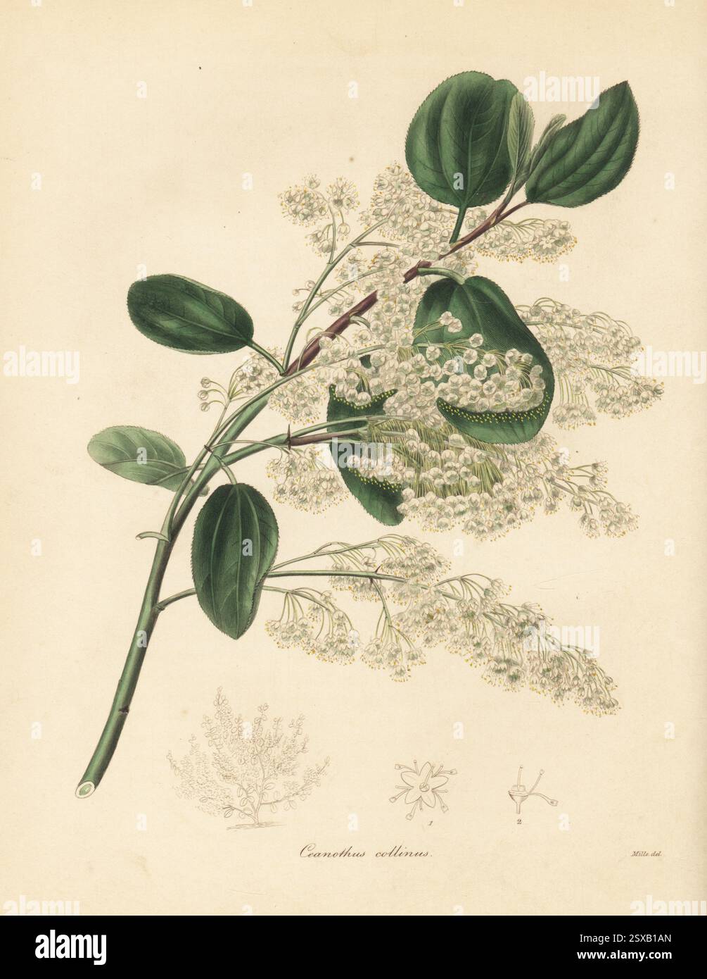 Jimbrush, Ceanothus oliganthus var. sorediatus. Ceanothus of the hills ...