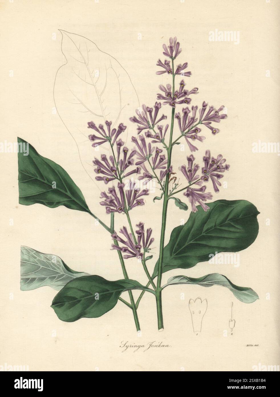 Joseph franz von jacquin hi-res stock photography and images - Alamy