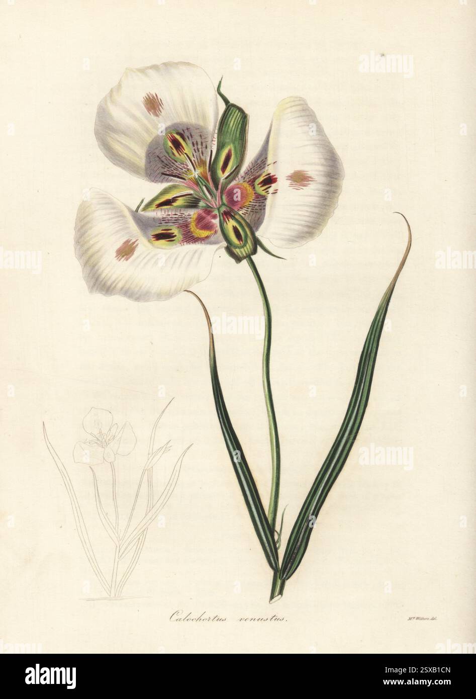 Butterfly mariposa lily or graceful calchortus, Calochortus venustus ...