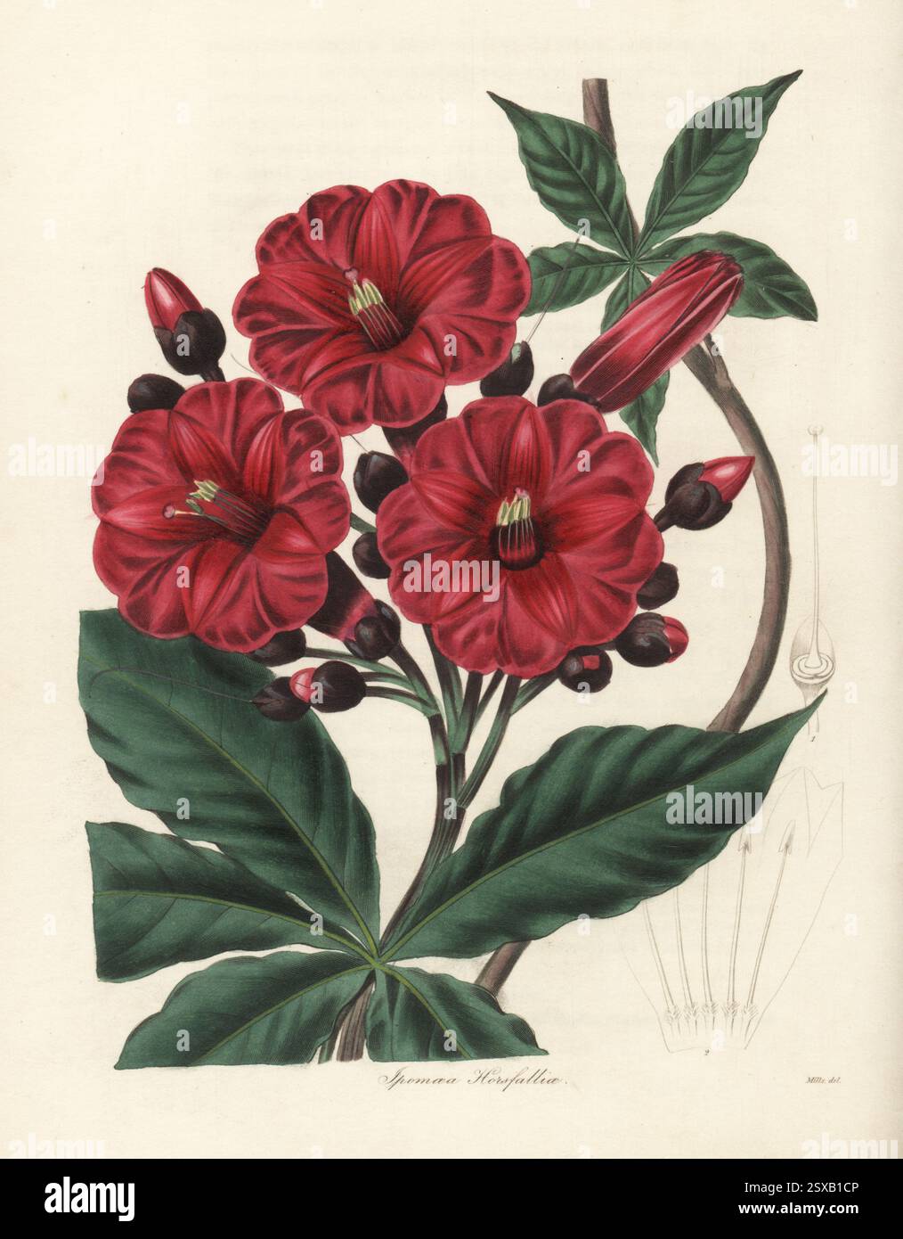 Kuhio vine hi-res stock photography and images - Alamy