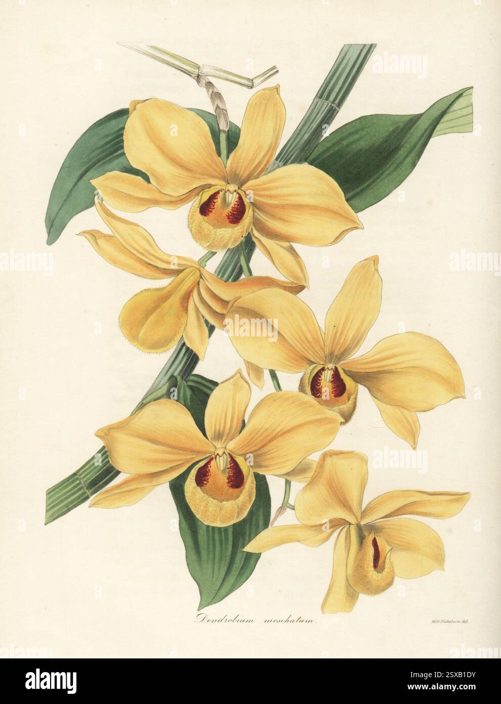 Musky-smelling dendrobium orchid, or musk-scented dendrobium ...