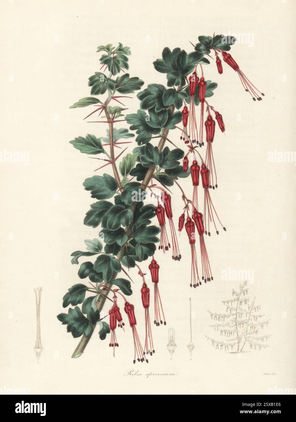 Fuchsia-flowered gooseberry or showy gooseberry, Ribes speciosum ...