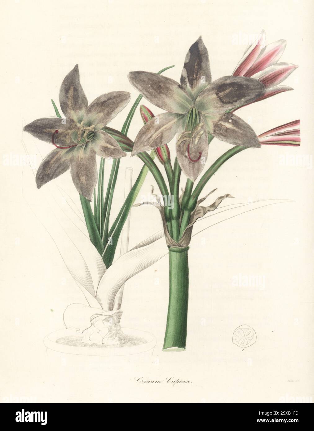 Orange river lily, Crinum bulbispermum. Cape of Good Hope crinum ...