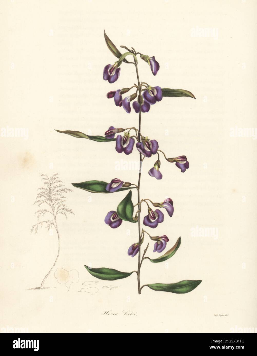 Tree hovea or karri blue bush, Hovea elliptica. Cels's hovea, Hovea ...