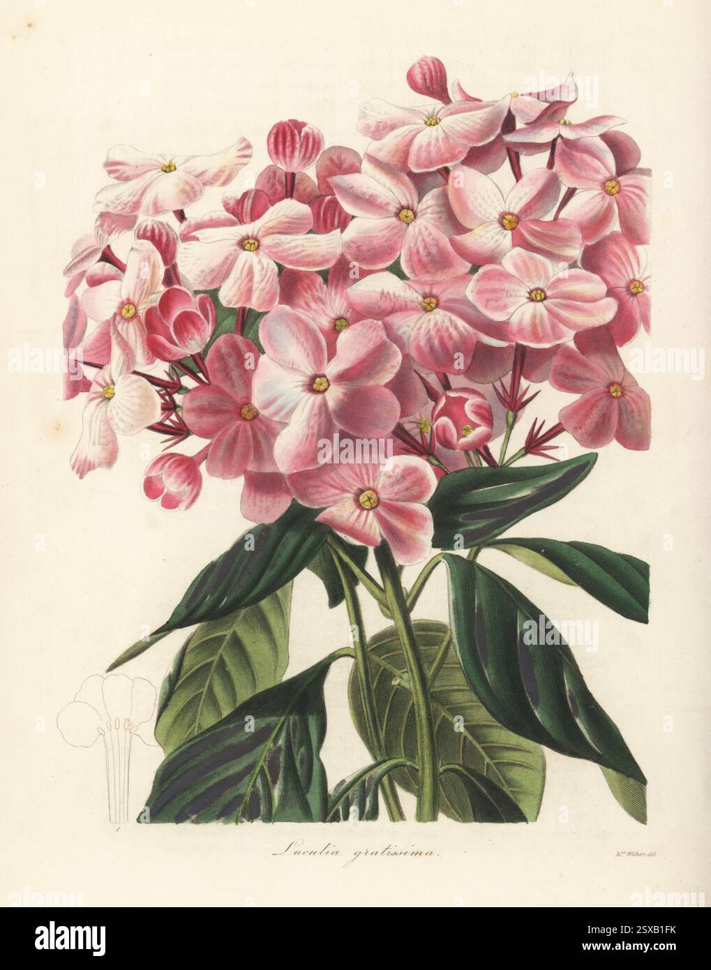 Sweet-flowered luculia, Luculia gratissima. Known as ussokoli in Bengal ...