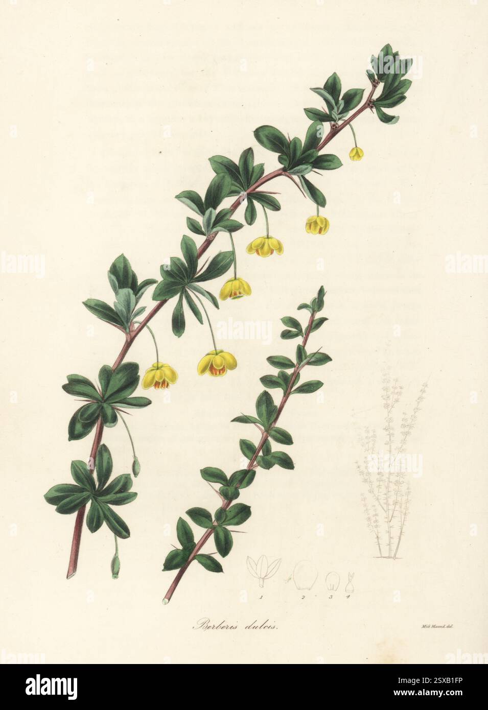 Box-leaved barberry, Magellan barberry, calafate or michay, Berberis ...