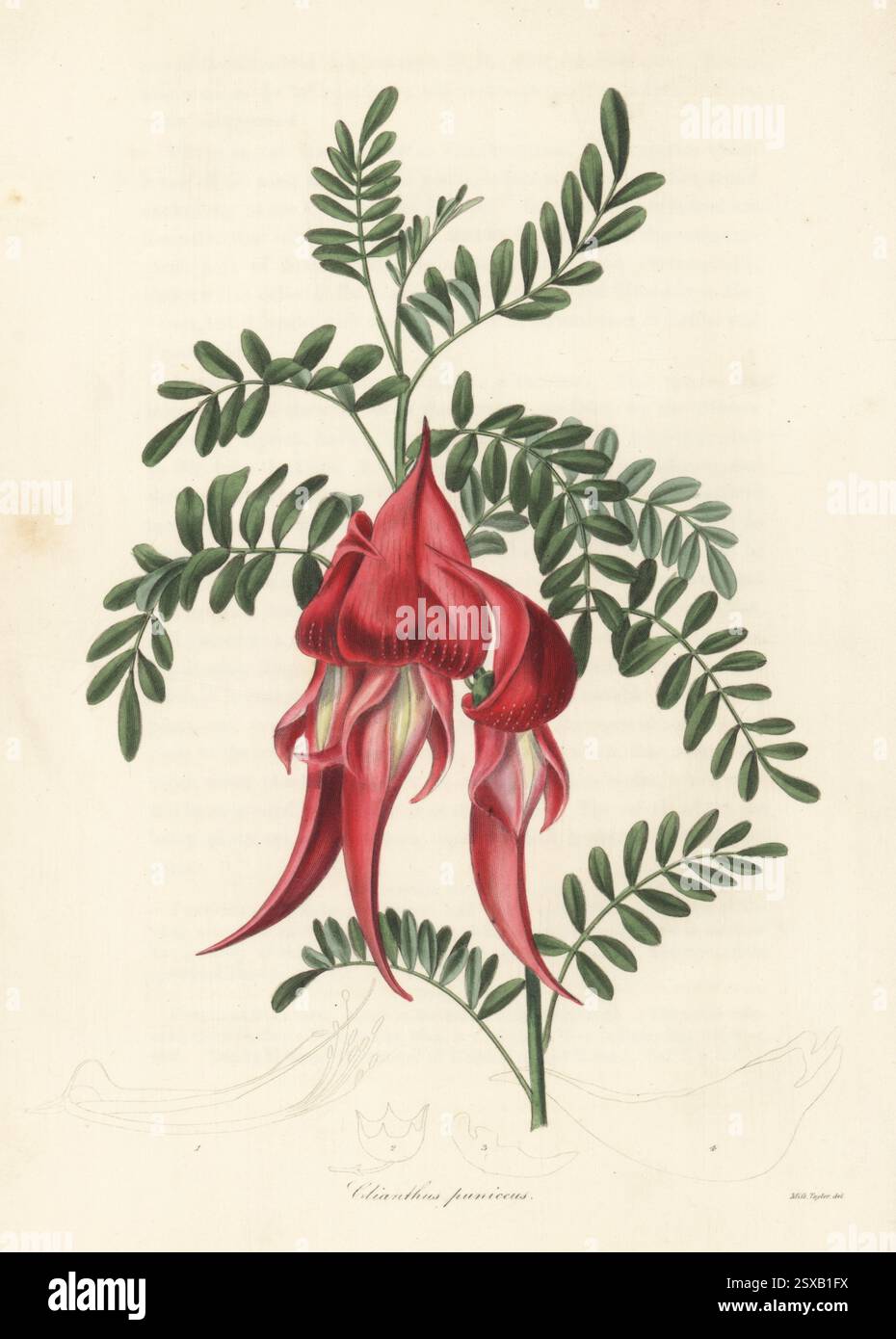 Kaka beak, parrot's beak, parrot's bill, lobster claw, crimson ...