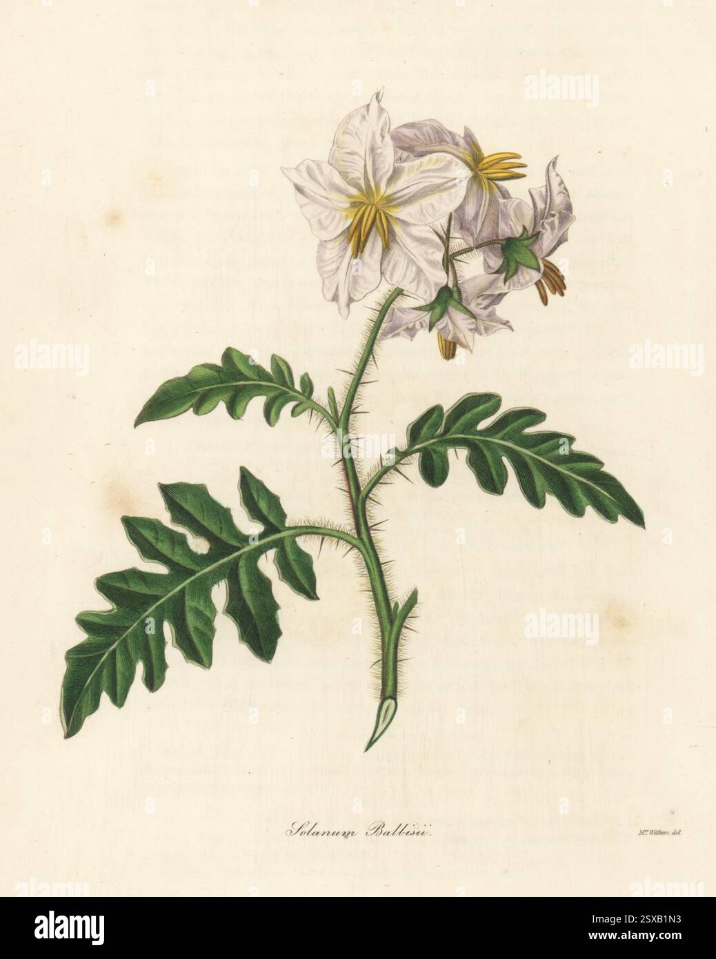 Balbiss solanum hi-res stock photography and images - Alamy