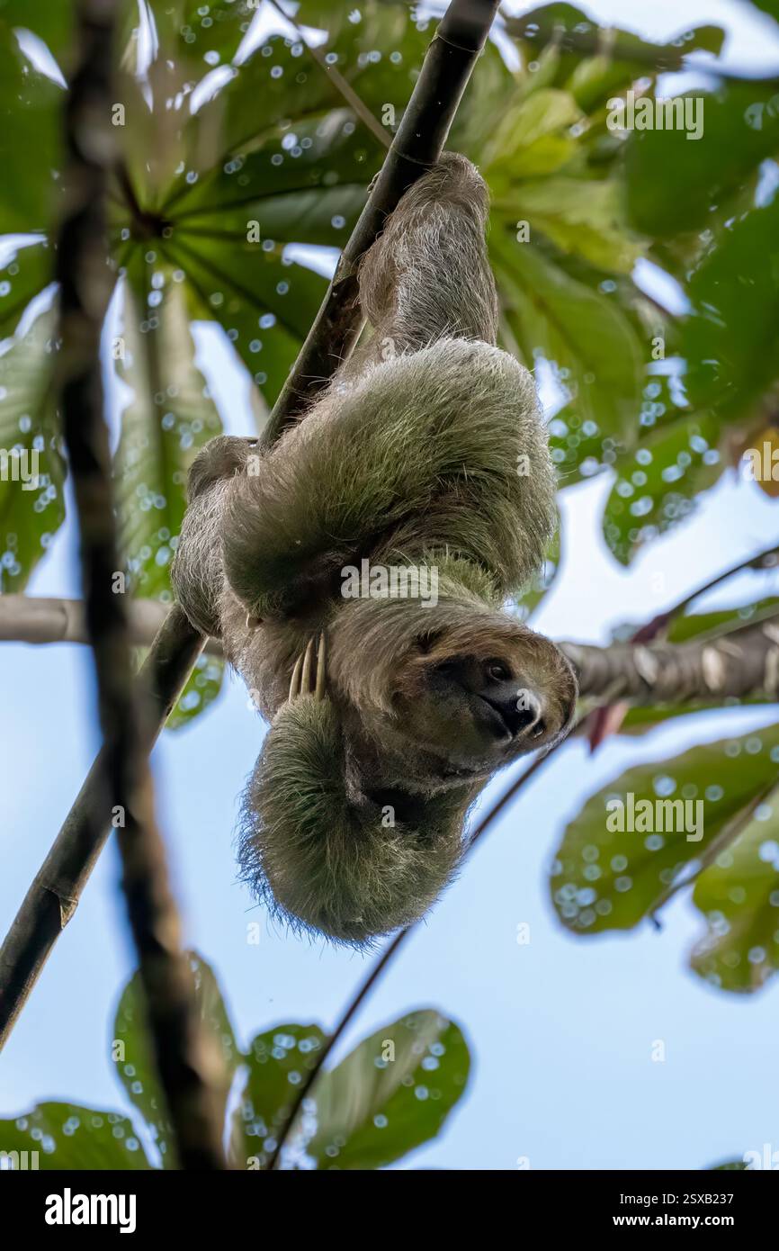 A sloth hangs upside down from a tree branch, peering down at the ...