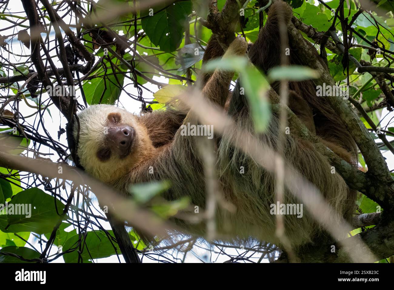 A sloth hangs upside down in a tree, looking at the camera Stock Photo ...