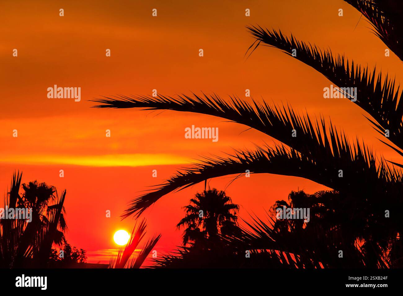 Palm tree with its leaves spread out in front of a sunset. The leaves ...