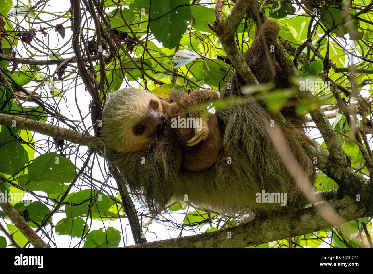 A sloth and its baby hang upside down in a tree Stock Photo - Alamy