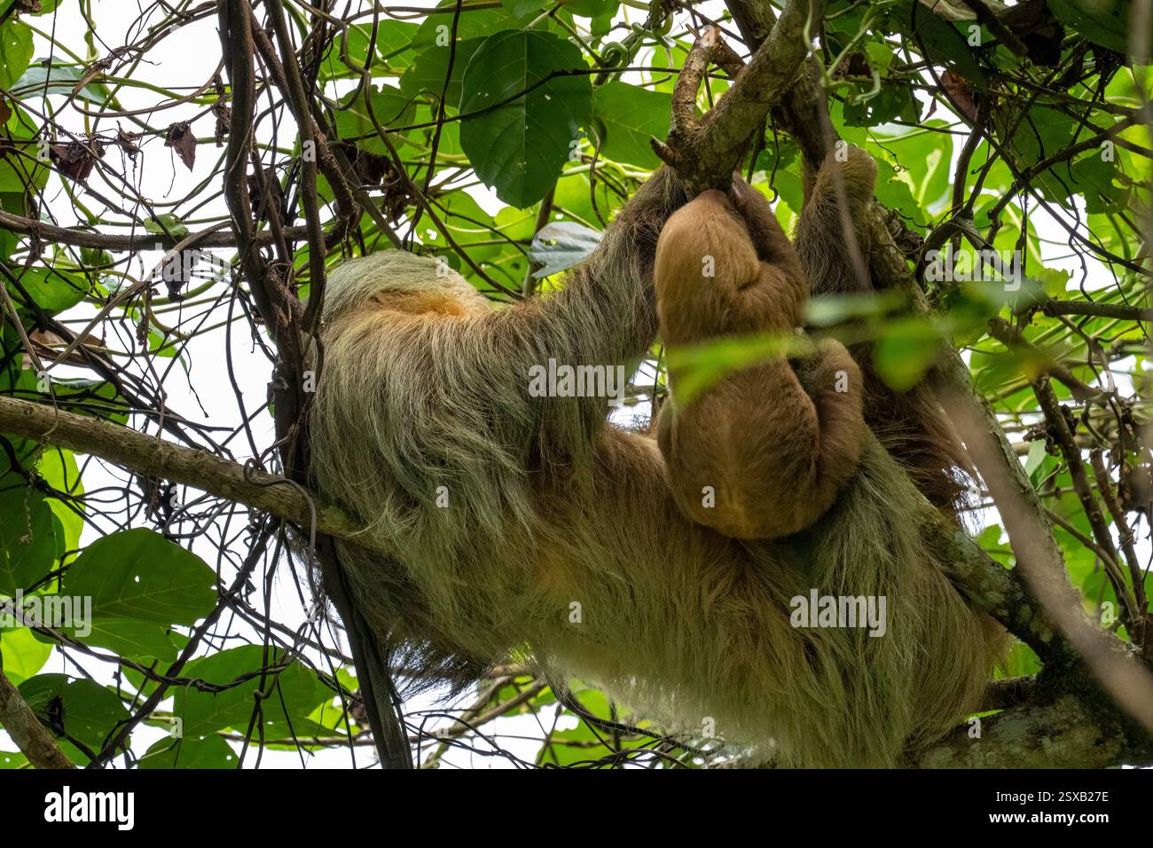 A sloth hangs upside down from a tree branch Stock Photo - Alamy