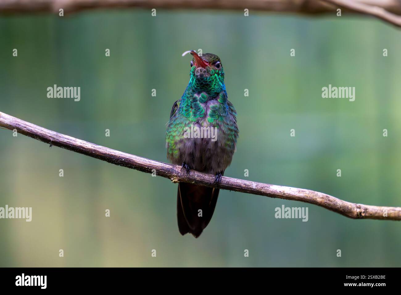 A vibrant hummingbird with iridescent green and blue feathers perches ...
