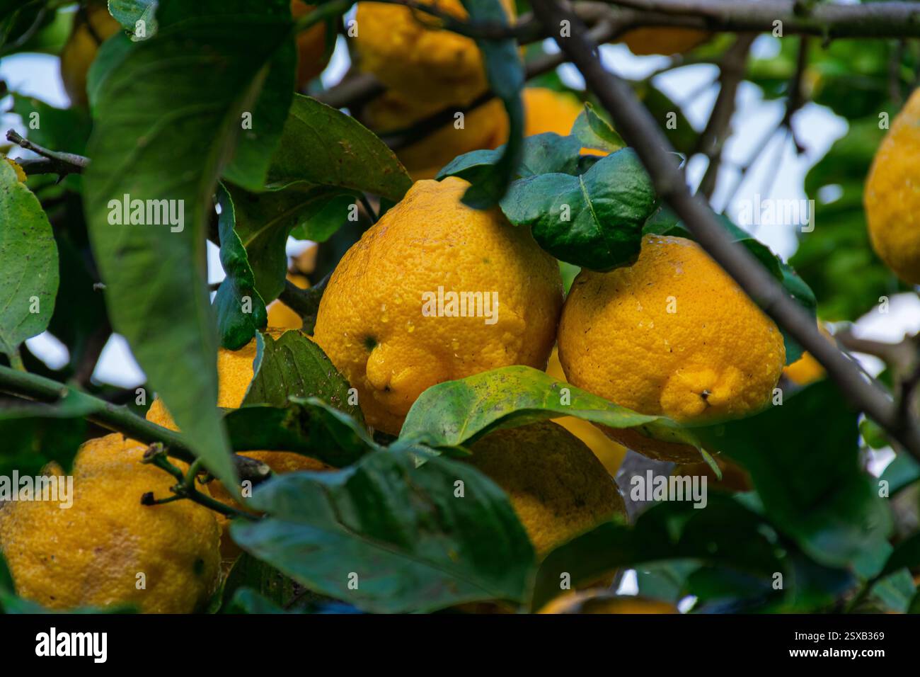 A thriving lemon tree filled with bright yellow lemons ripening under ...