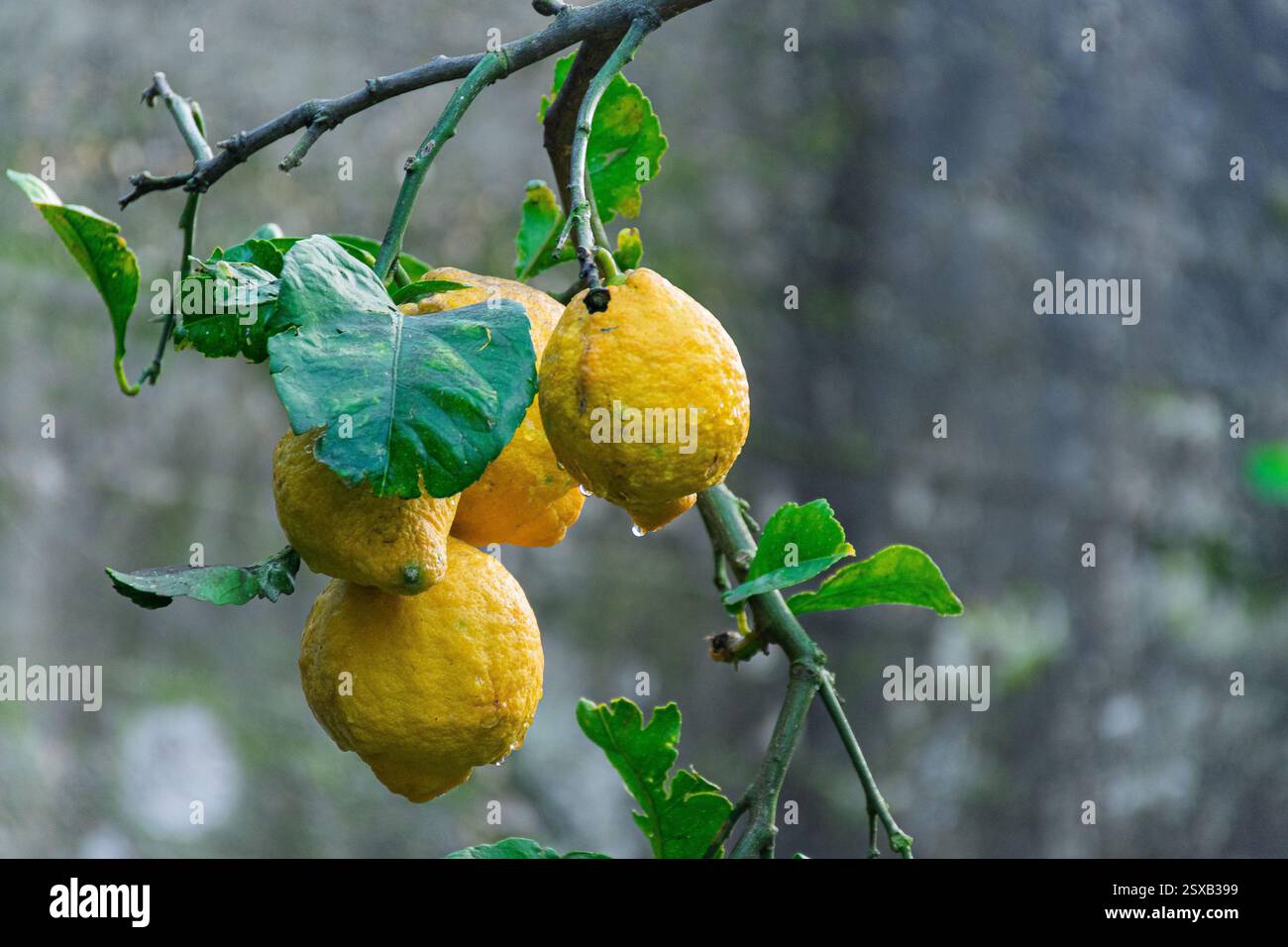 A thriving lemon tree filled with bright yellow lemons ripening under ...