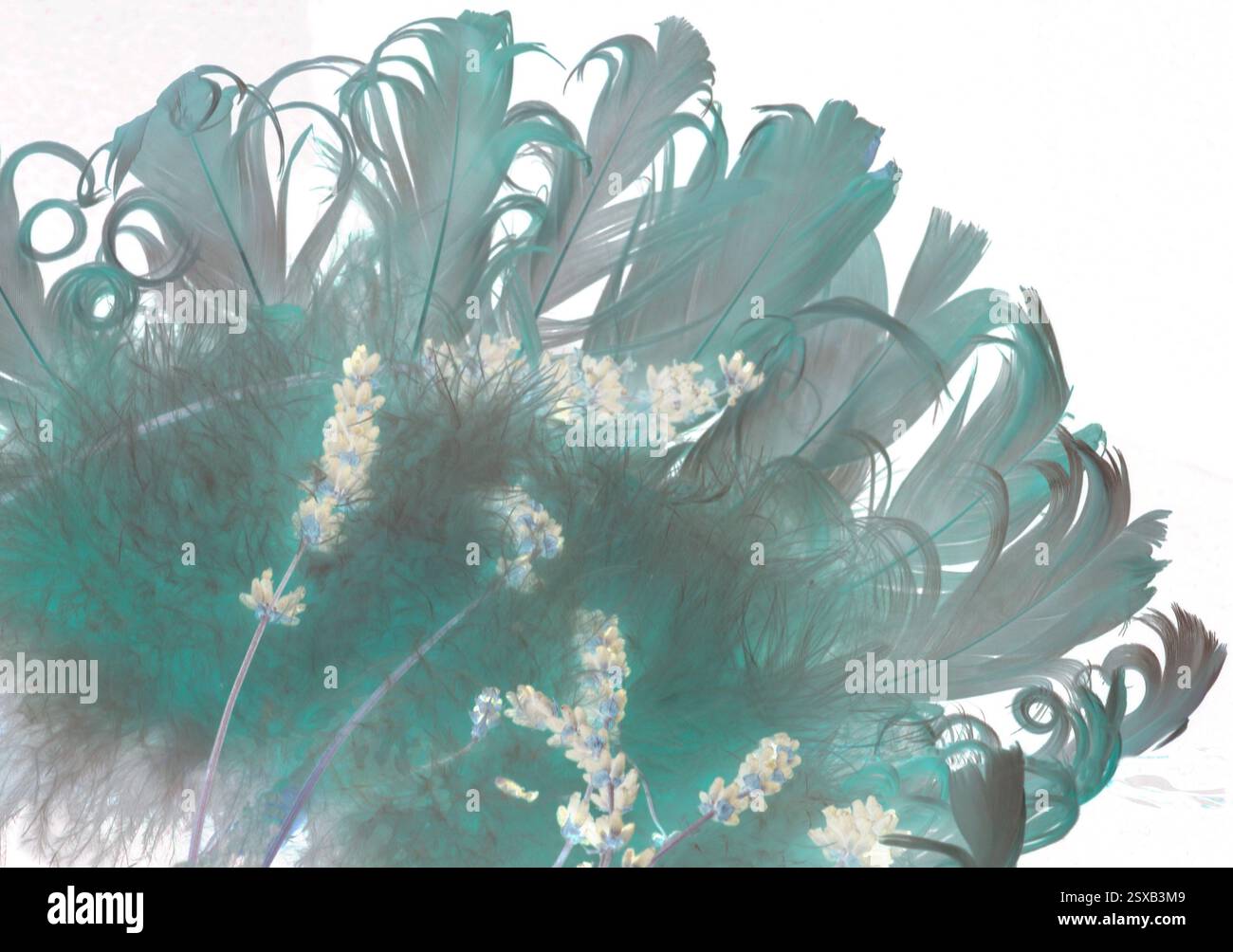 Dyed fancy feathers curled at ends fan out with lavender flowers in ...