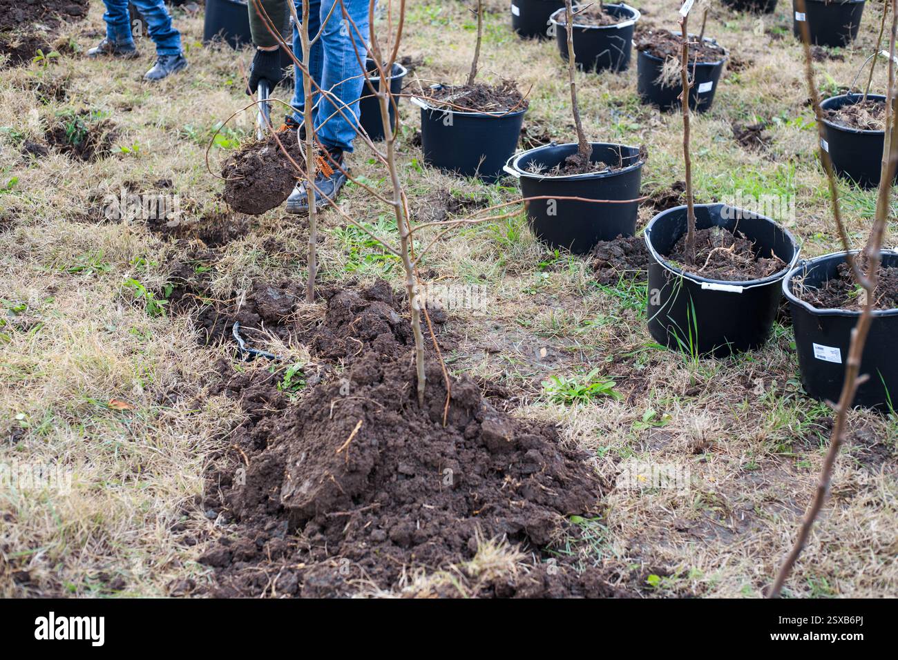 Farmers plant fruit tree seedlings in containers for growing and ...