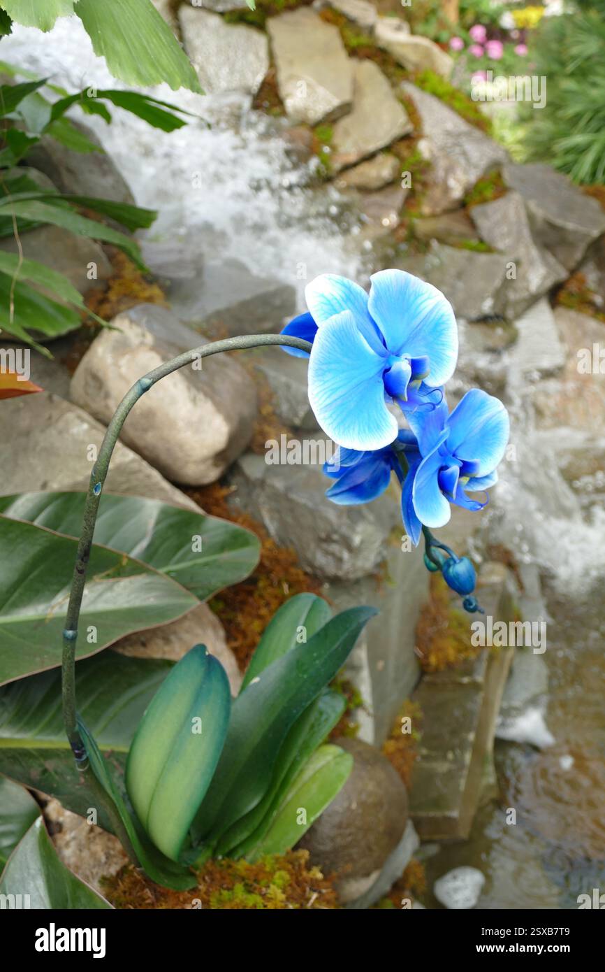Blue orchid hi-res stock photography and images - Alamy