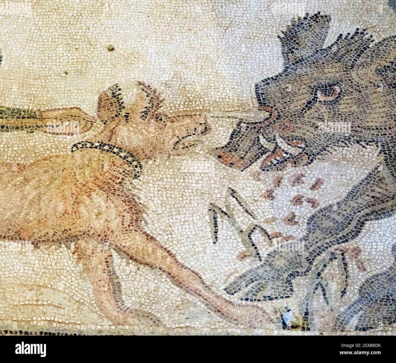 Roman mosaic depicting a dog hunting a wild boar in the Villa Romana ...