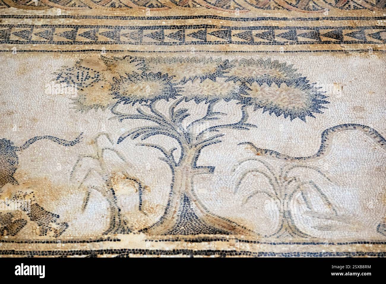 Roman Mosiac depicting a olive tree in the Villa Romana Salar, Granada ...